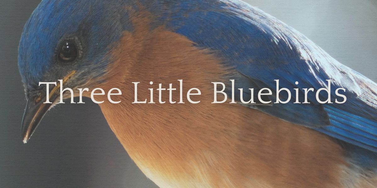 Three Little Bluebirds – Justin Williams