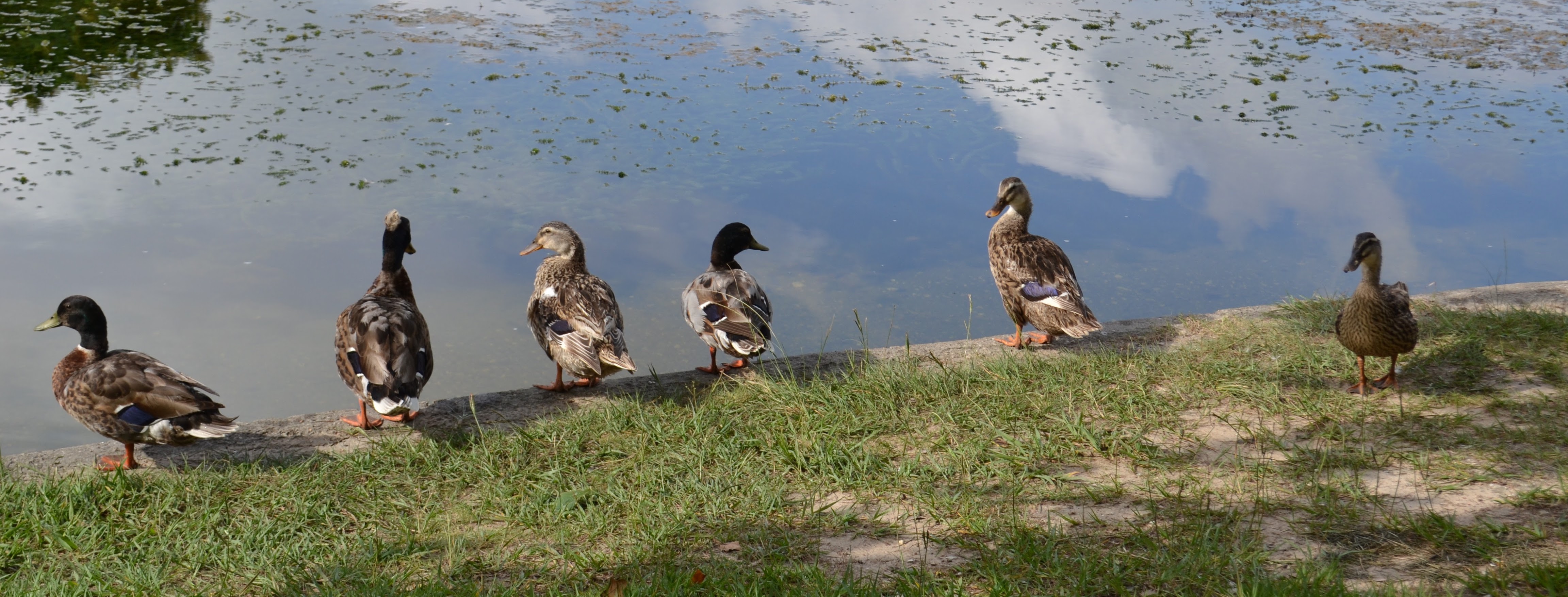 Ducks (Not) in a Row – Justin Williams